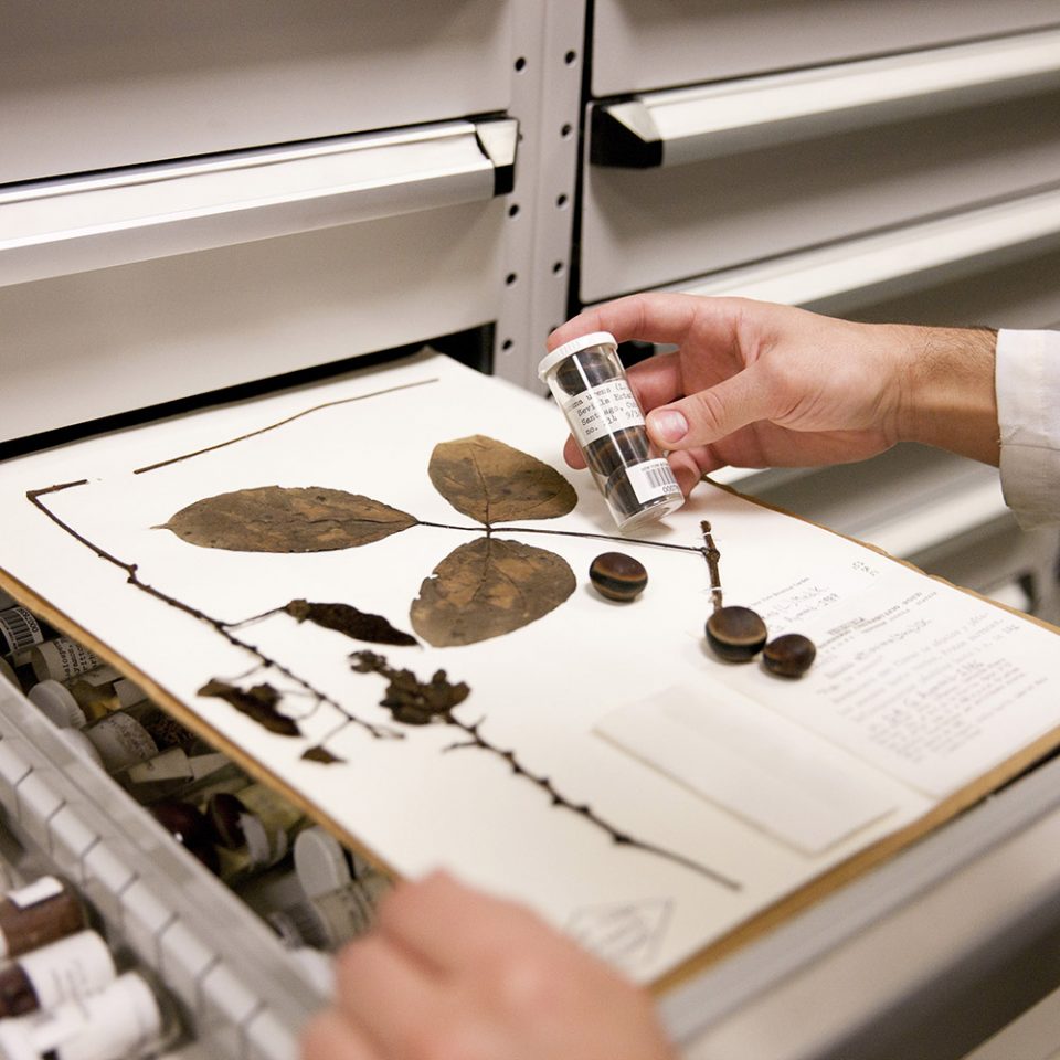 Science Programs & Departments | New York Botanical Garden