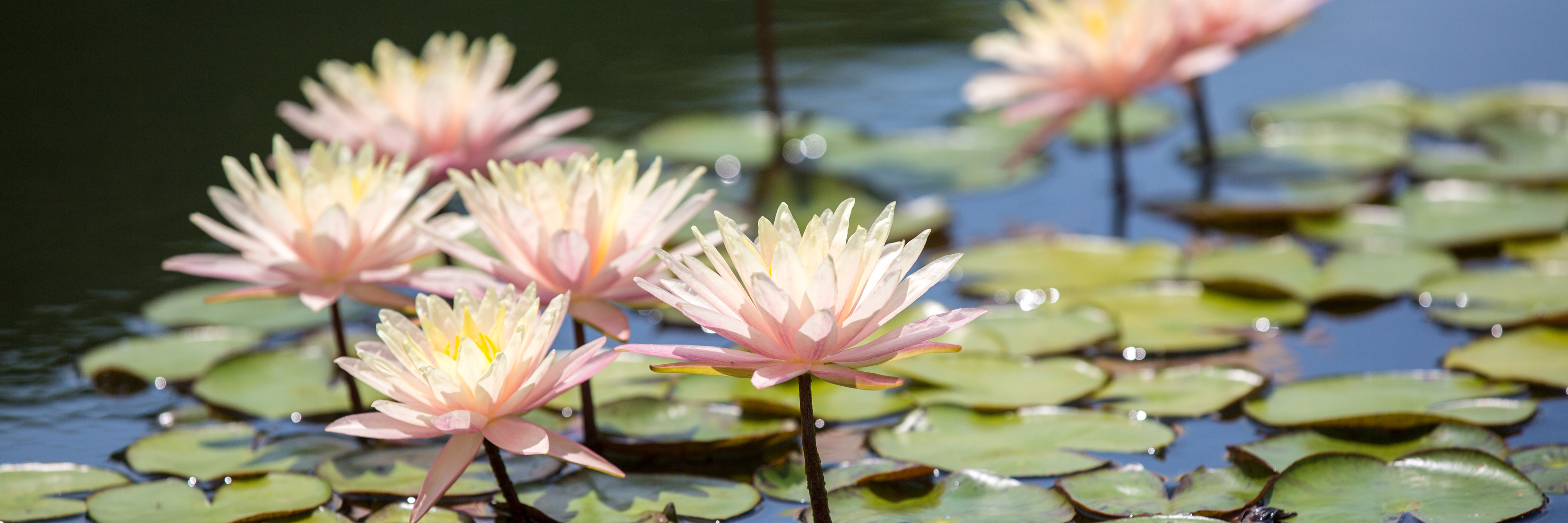 Gardens & Collections » New York Botanical Garden