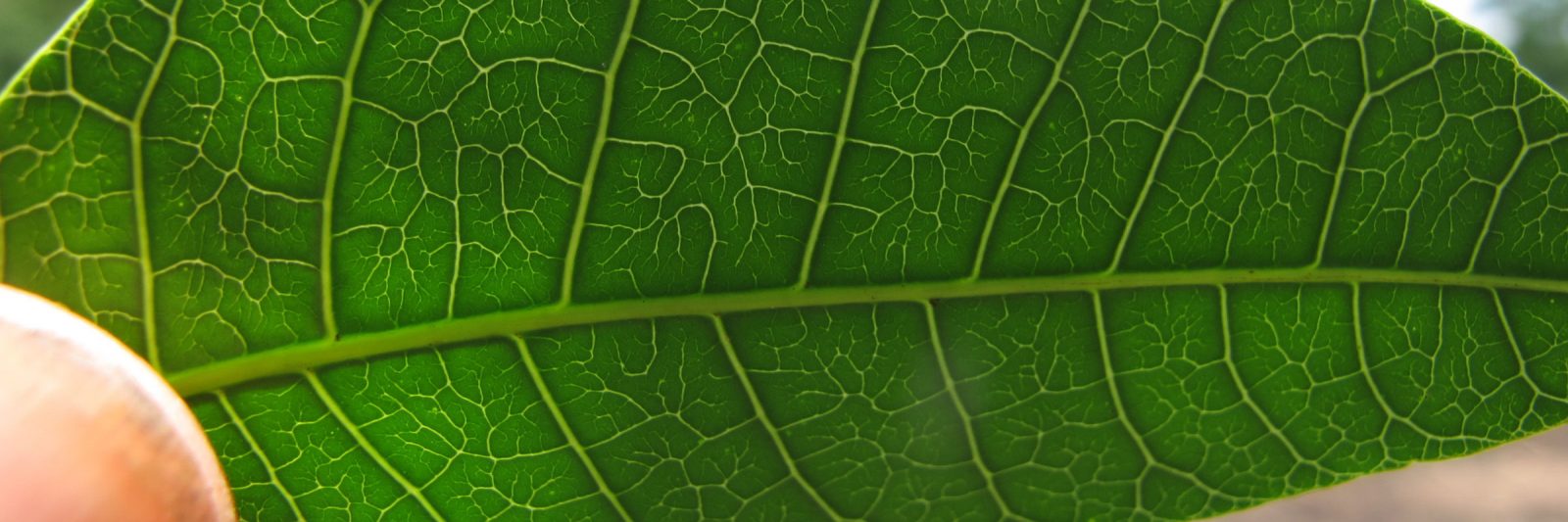 Leaf Architecture: Applications in Systematics and Forest Management ...