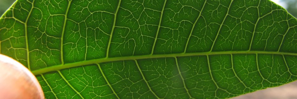 Leaf Architecture: Applications in Systematics and Forest Management ...