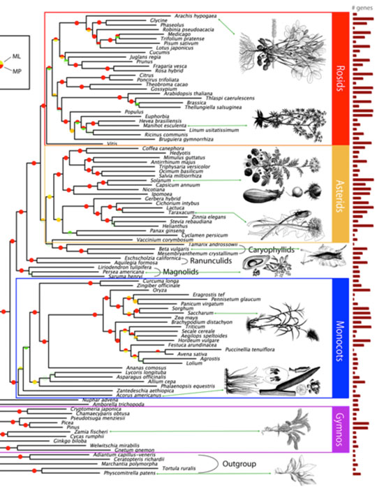 Collaborative Research: AVATOL - Next Generation Phenomics for the Tree ...
