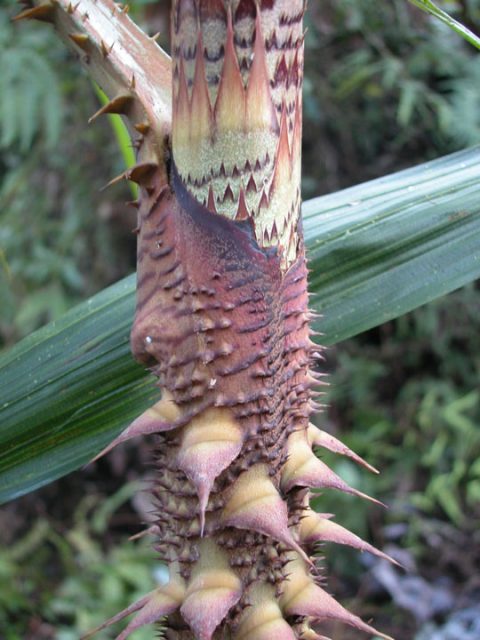 Revision of Calamus | New York Botanical Garden