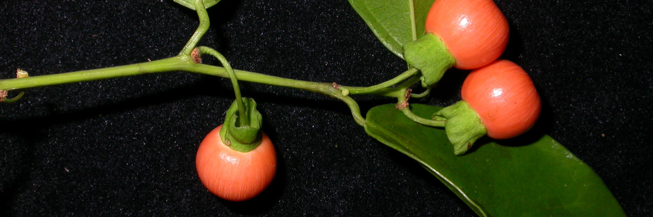 Fruit Evolution and Development | New York Botanical Garden