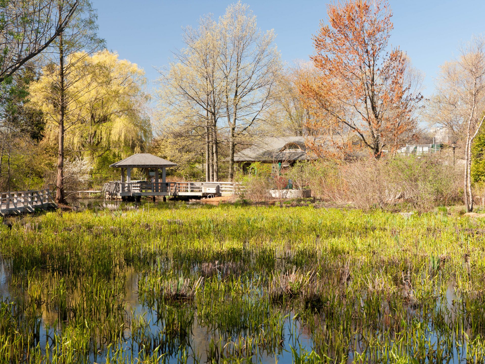 Wetland Trail » New York Botanical Garden