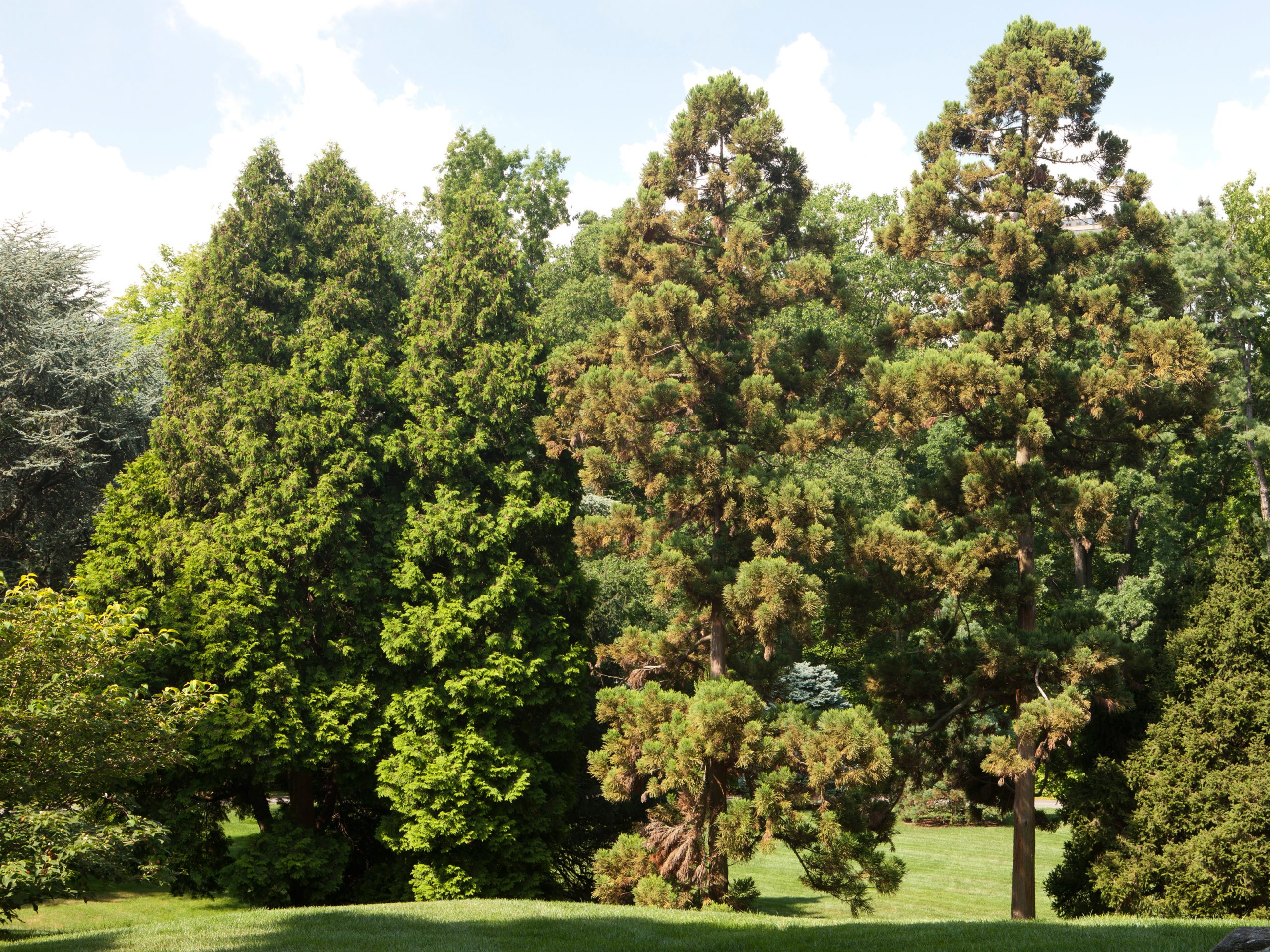 Ornamental Conifers » New York Botanical Garden