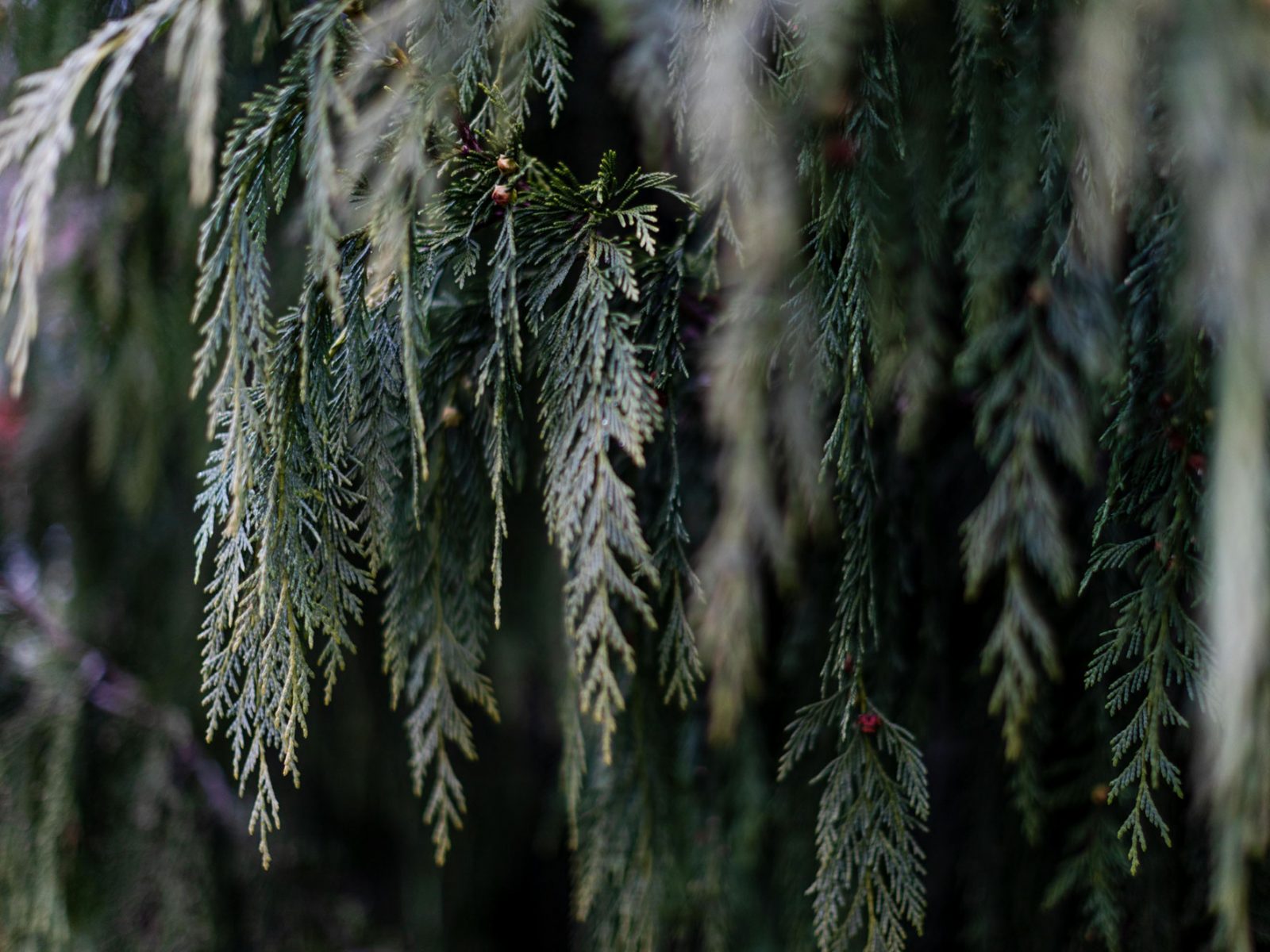 Ornamental Conifers | New York Botanical Garden