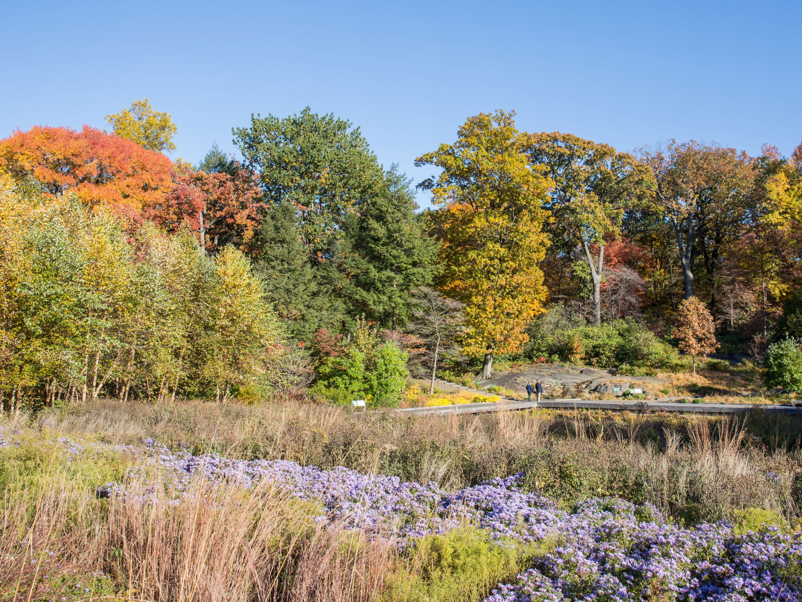 Native Plant Garden » New York Botanical Garden