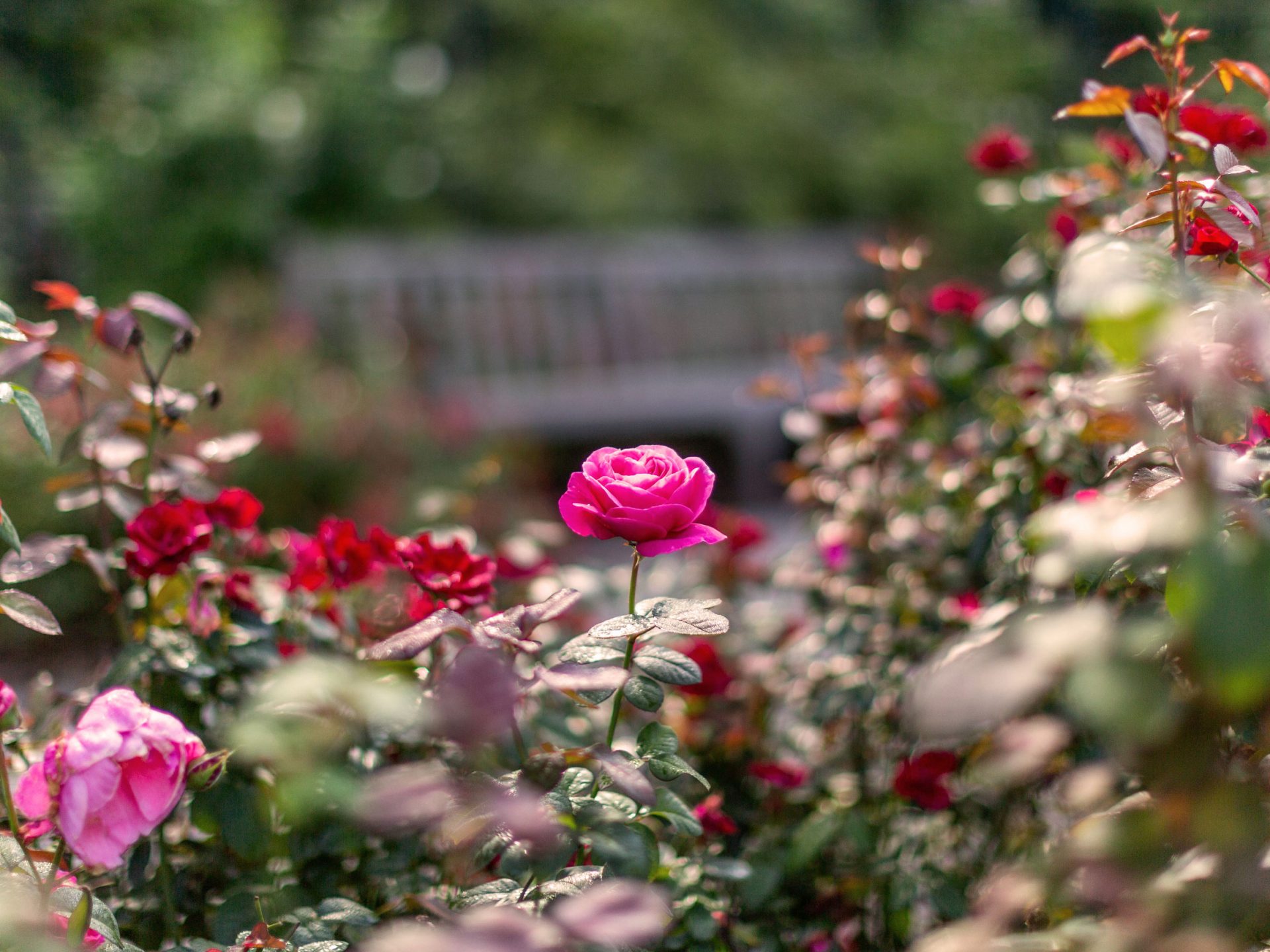 Rose Garden » New York Botanical Garden
