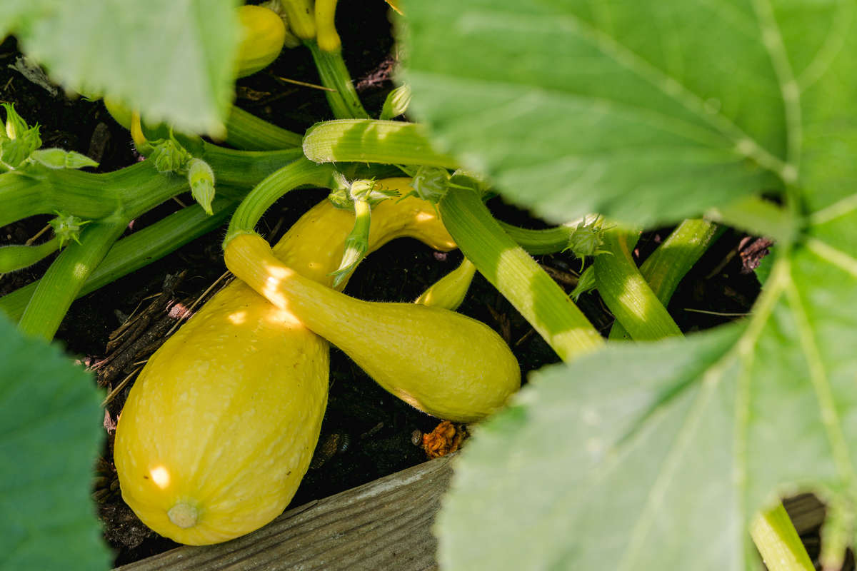 Dig! Plant! Grow! Foodways | New York Botanical Garden