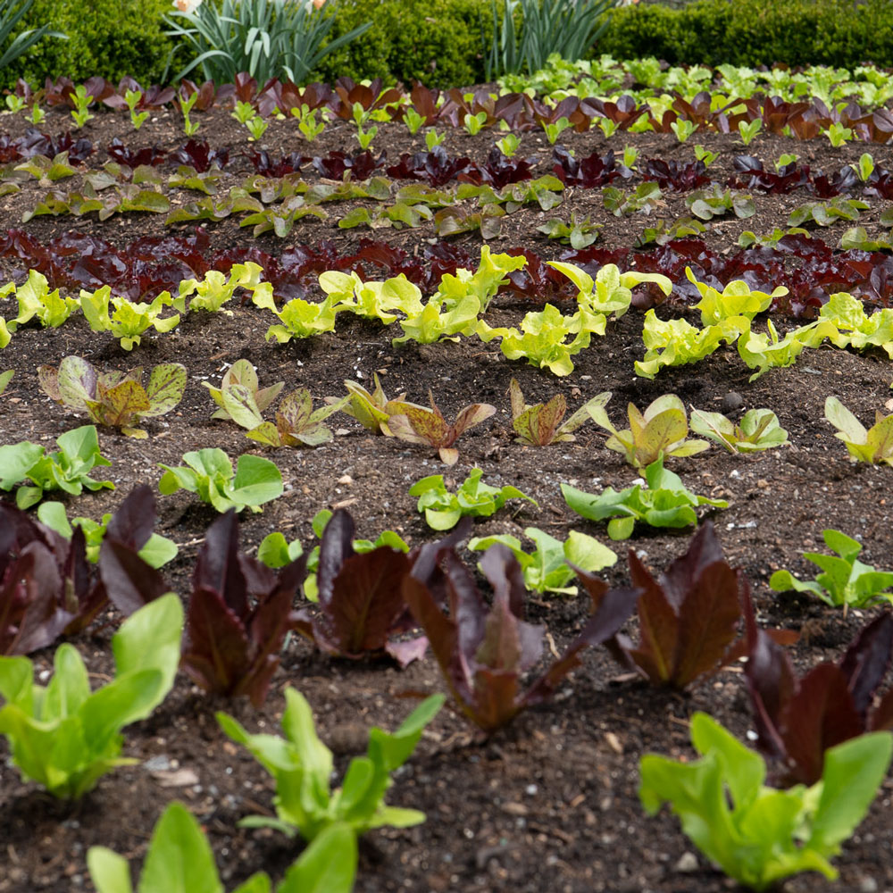 Dig! Plant! Grow! | New York Botanical Garden
