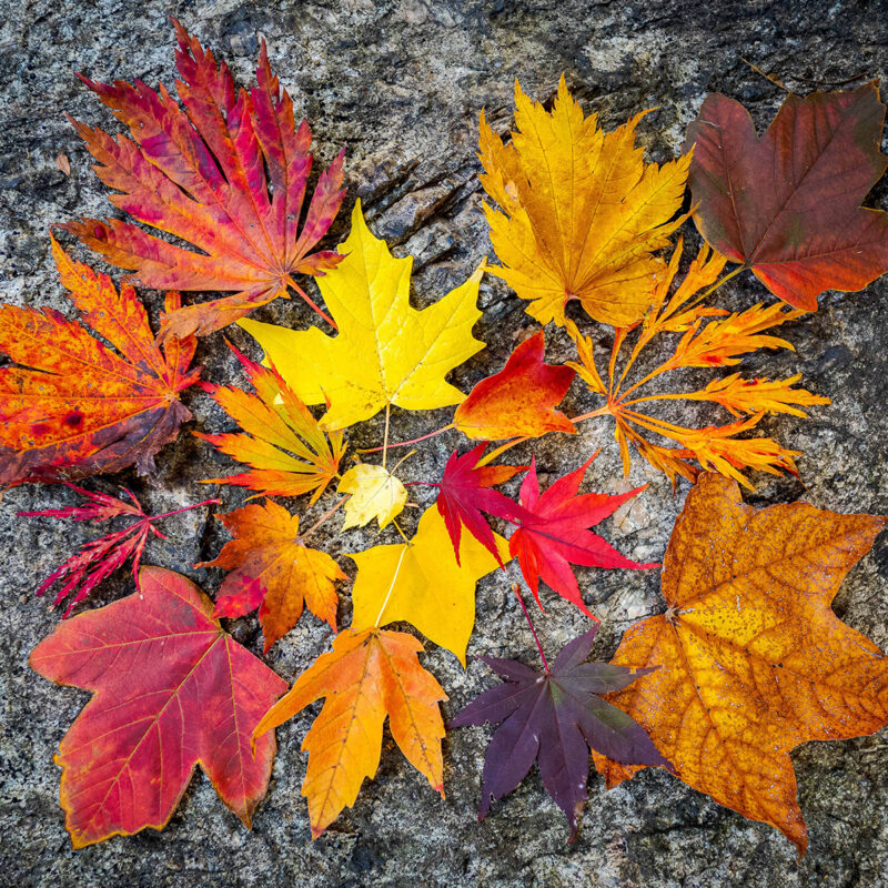 Forest » New York Botanical Garden