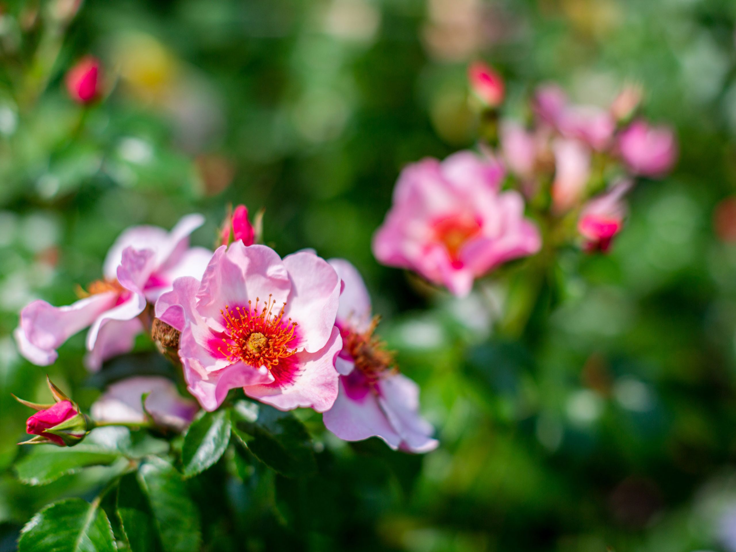 Rose Garden | New York Botanical Garden