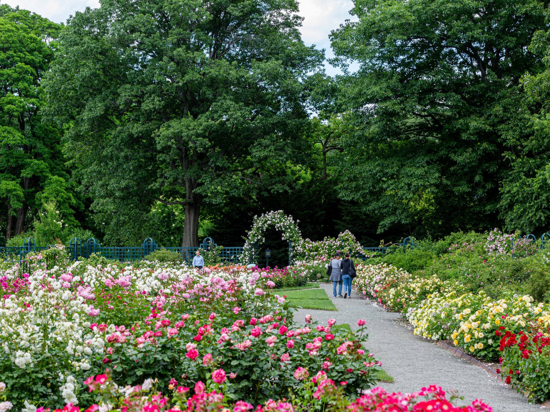 Rose Garden | New York Botanical Garden