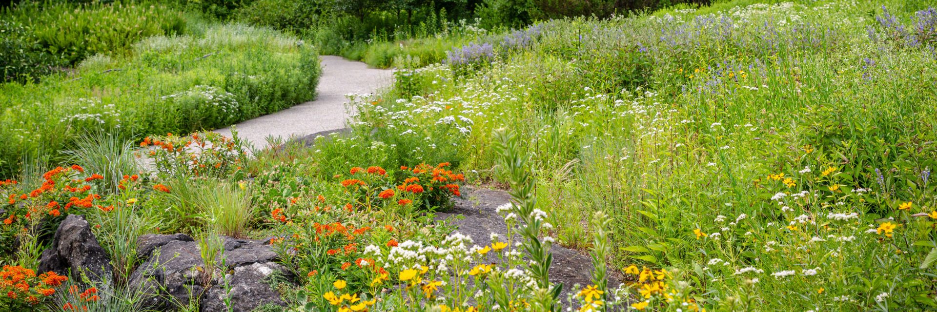 Native Plant Garden Tour » New York Botanical Garden