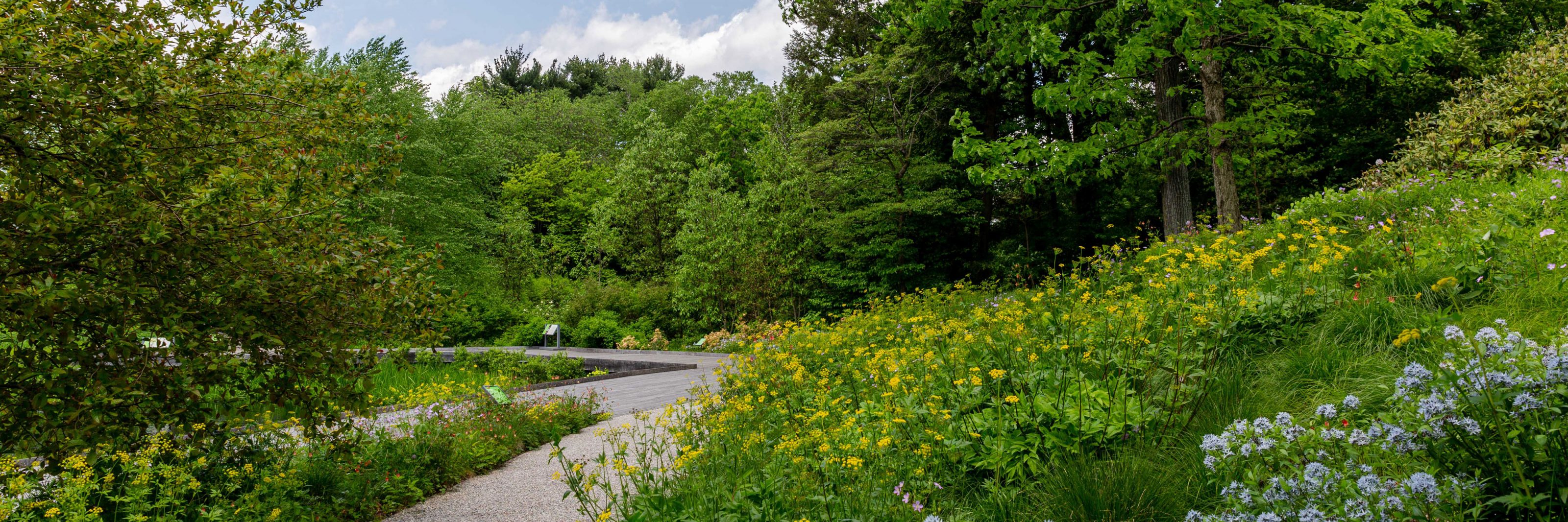 Native Plant Garden Tour | New York Botanical Garden
