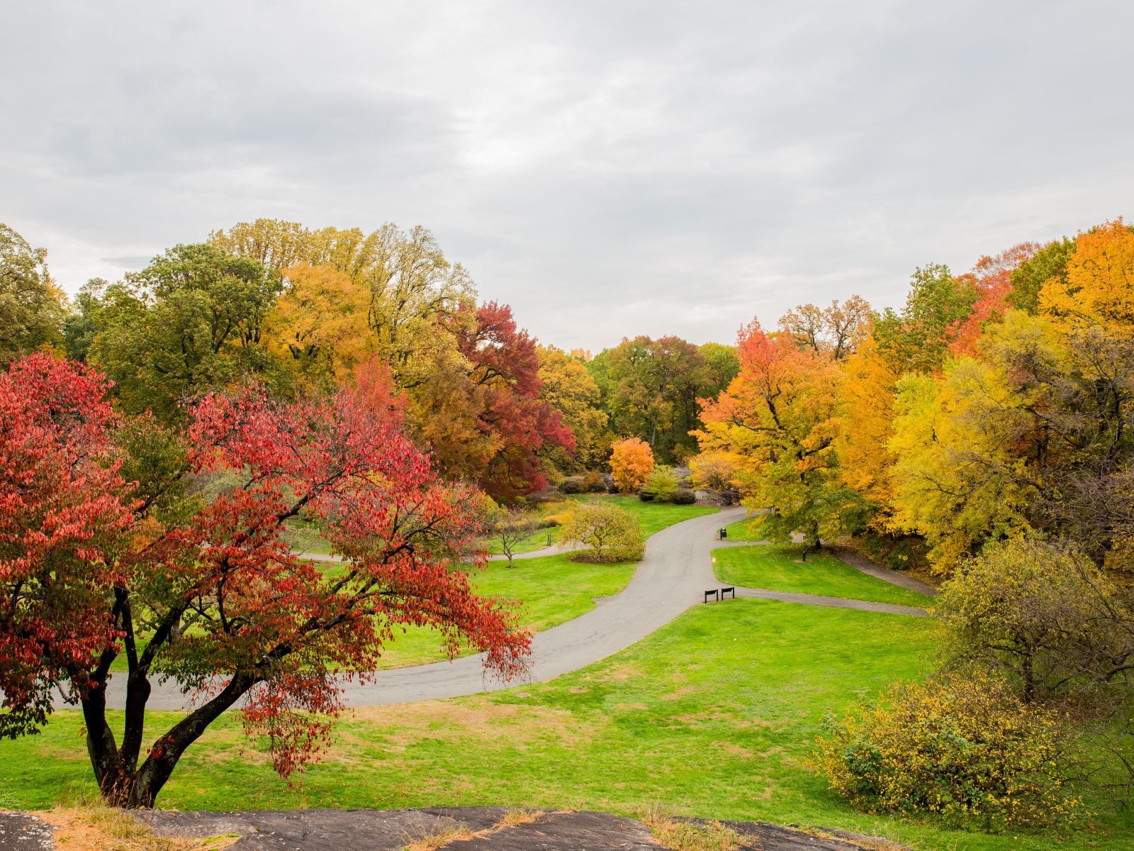 Daffodil Hill | New York Botanical Garden