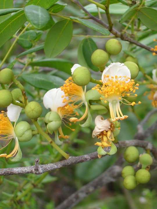 A Systematic Monograph of Swartzia | New York Botanical Garden