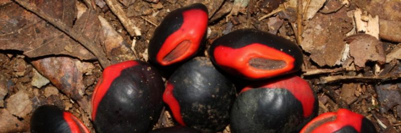 Phylogenetics and Taxonomy of Ormosia | New York Botanical Garden