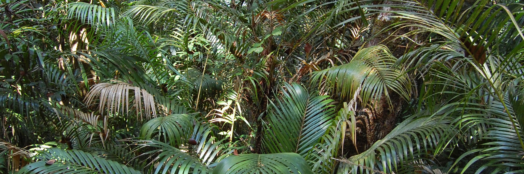 Revision of Calamus | New York Botanical Garden