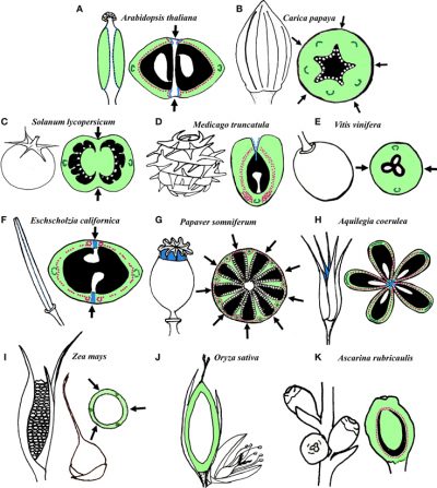 Fruit Evolution and Development | New York Botanical Garden