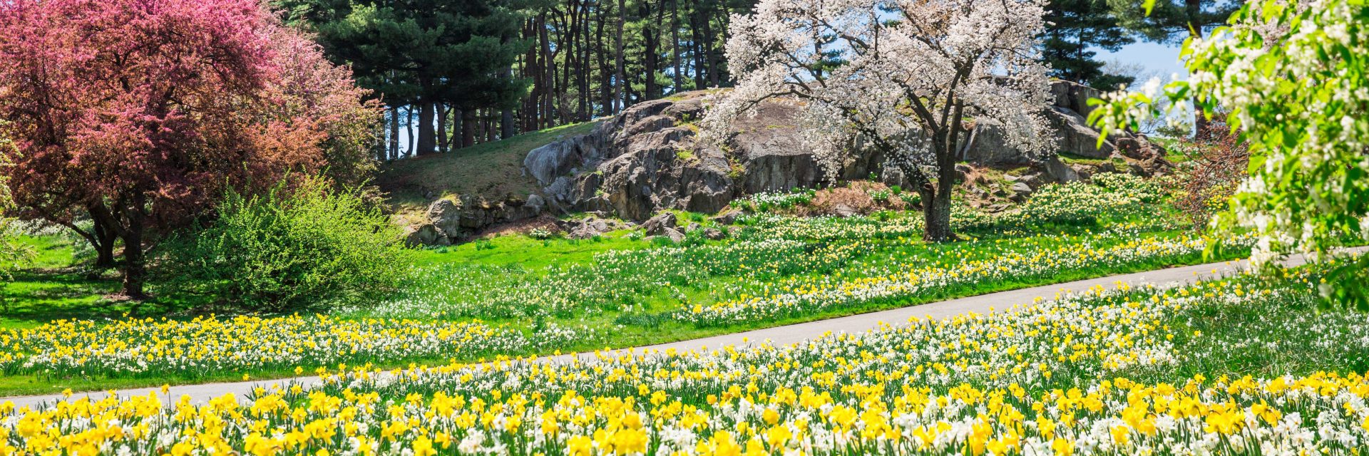Daffodils | New York Botanical Garden