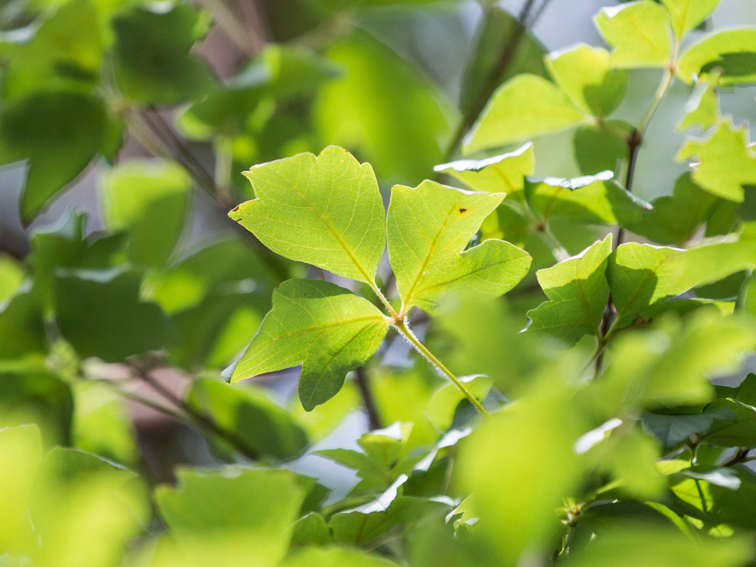 Maple Collection | New York Botanical Garden