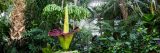 The Corpse Flower Amorphophallus titanum » New York Botanical Garden