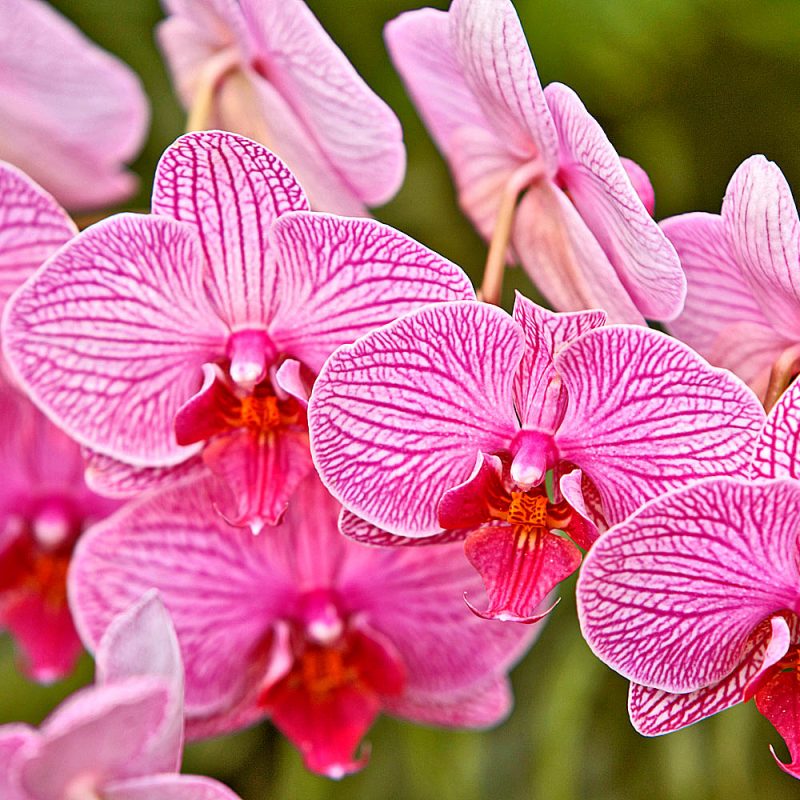 Take an Orchid Class | New York Botanical Garden