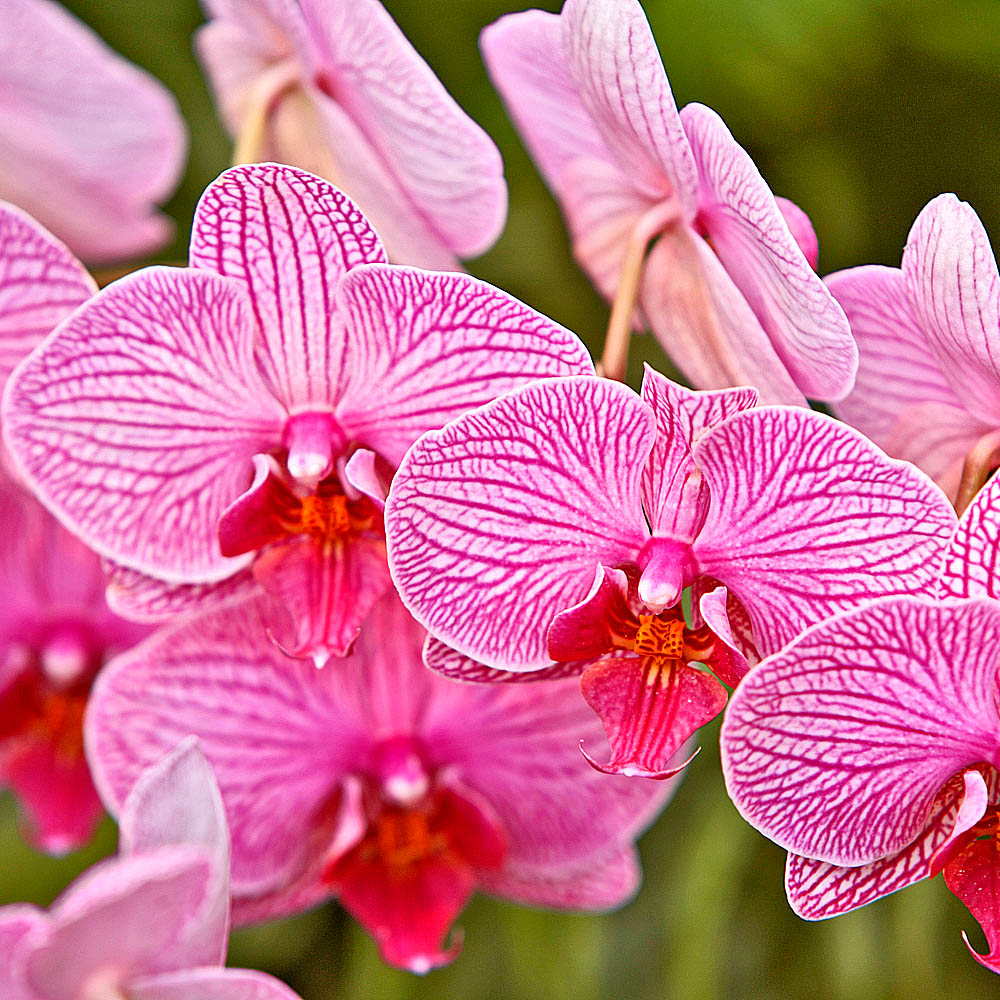 Orchid Classes | New York Botanical Garden