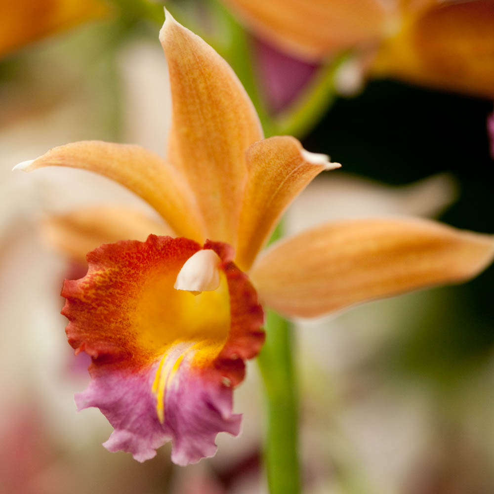 Orchid Close-Ups Image Gallery | New York Botanical Garden