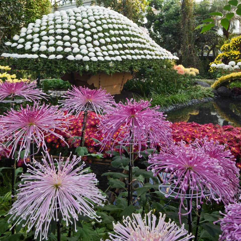 Kiku: The Art of the Japanese Garden Press Room » New York Botanical Garden