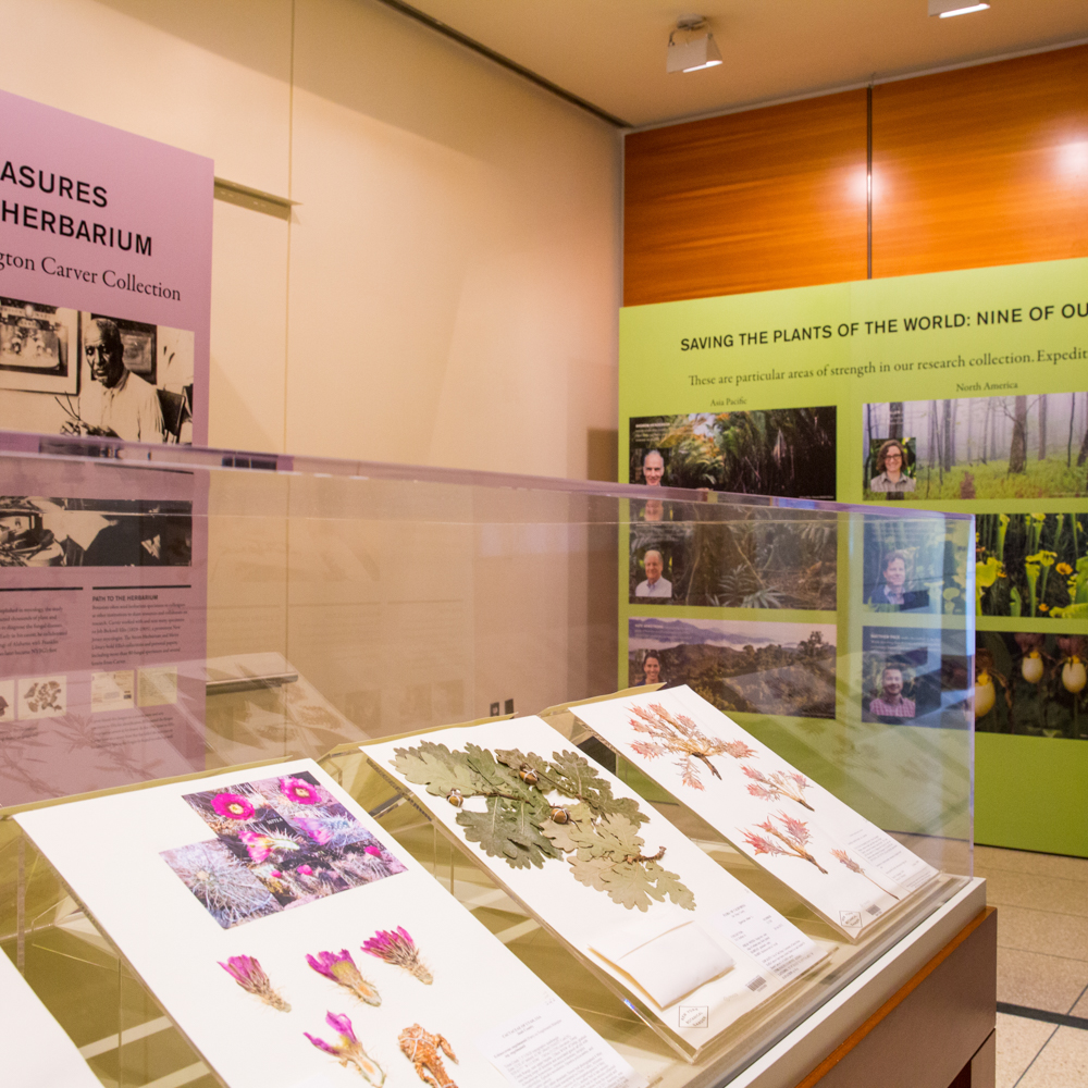 What in the World is a Herbarium? Press Room » New York Botanical Garden