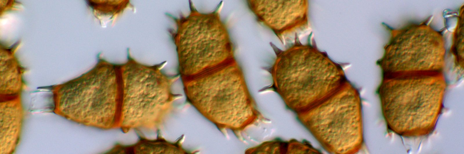 The Microfungi Collections Consortium: A Networked Approach to ...