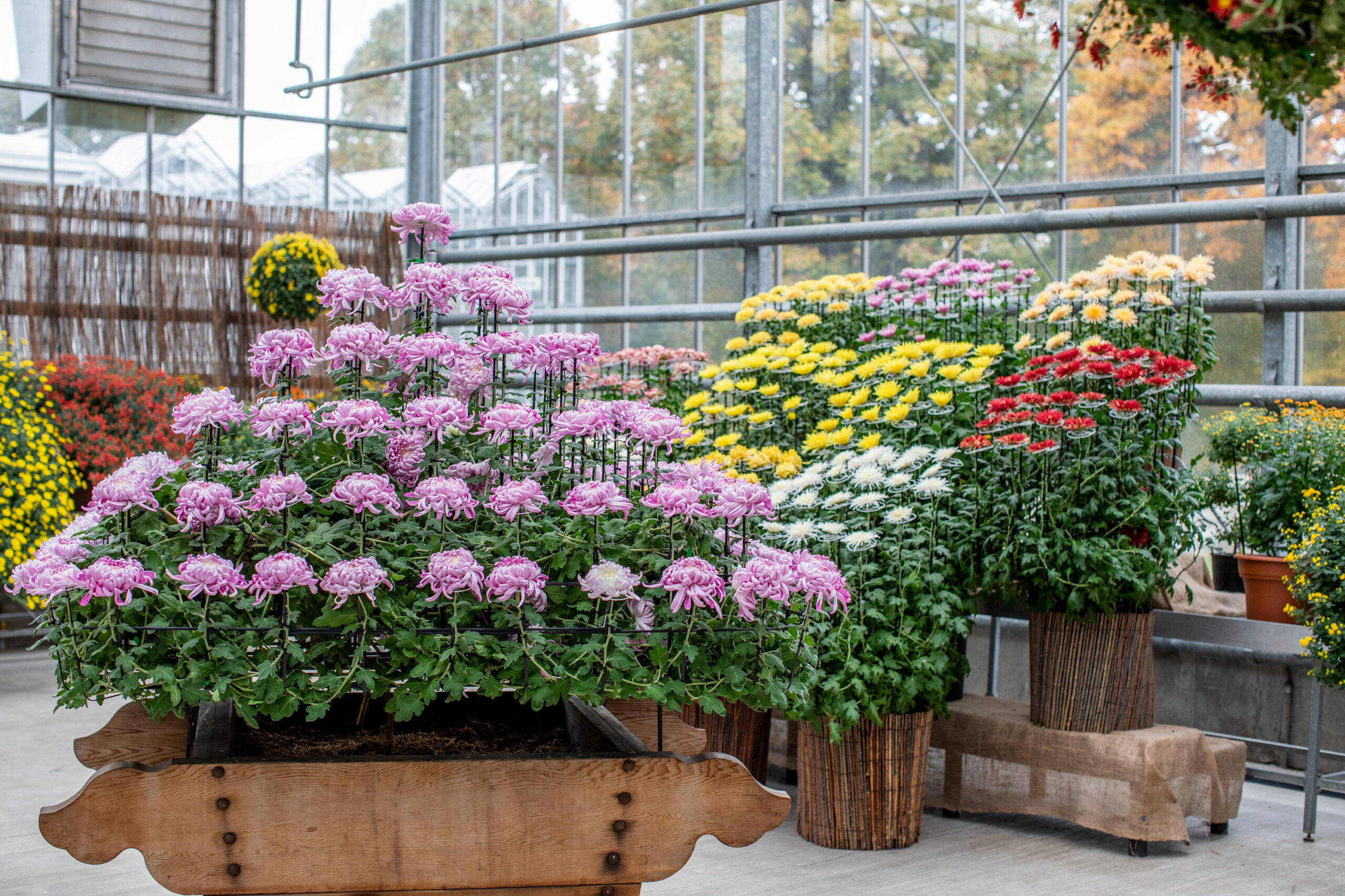 Kiku: Spotlight on Tradition | New York Botanical Garden