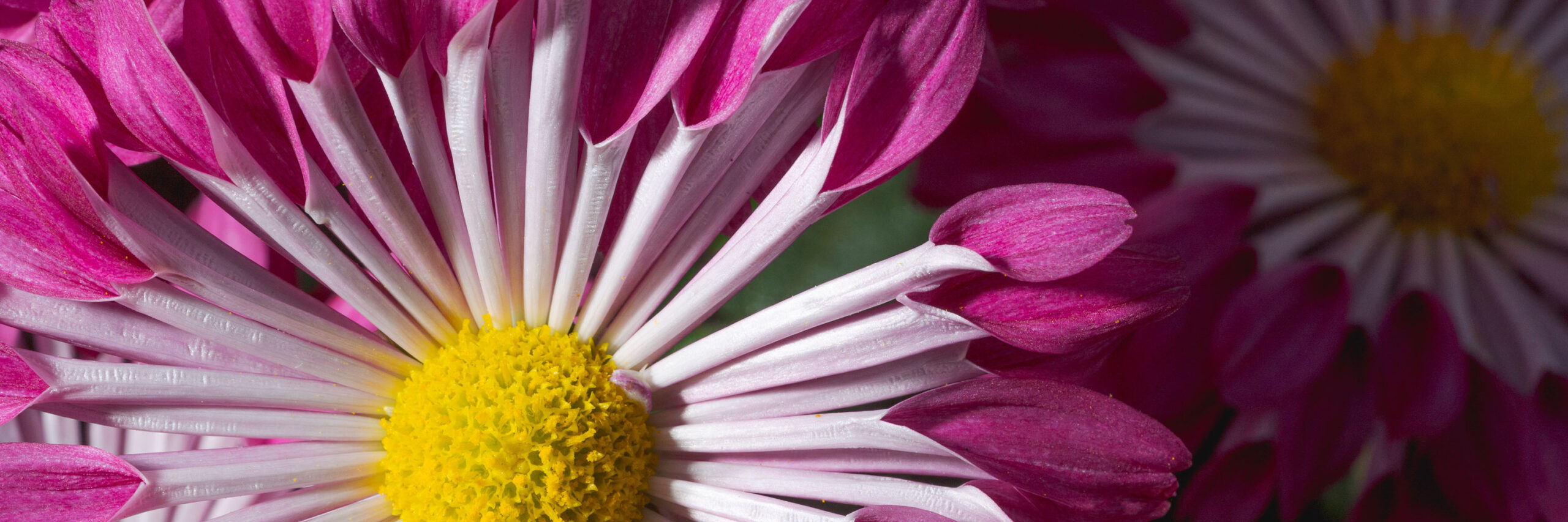 Kiku: Spotlight on Tradition | New York Botanical Garden