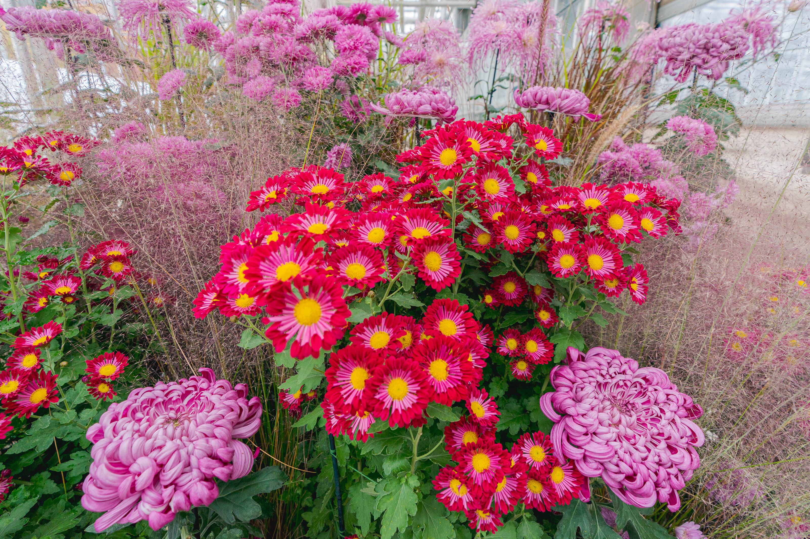 Kiku: Spotlight on Tradition | New York Botanical Garden