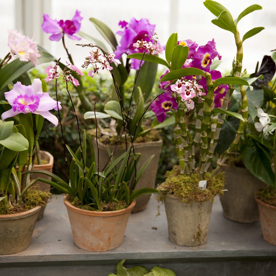 Orchid Care & Conservation | New York Botanical Garden