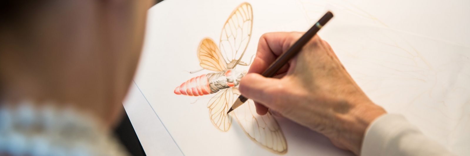 Botanical Art & Illustration Summer Intensive Classes | New York ...