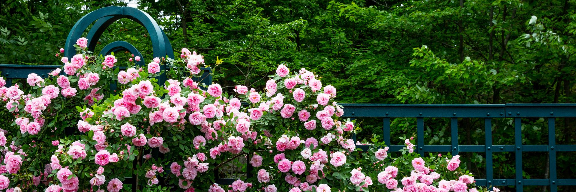 Rose Garden Tour | New York Botanical Garden