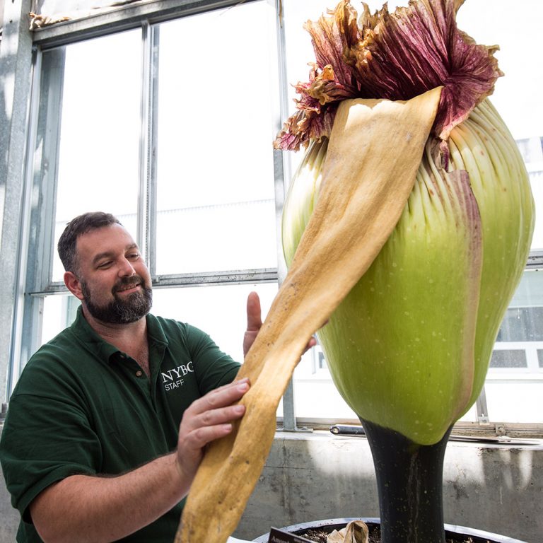 The Corpse Flower (Amorphophallus titanum) | New York Botanical Garden