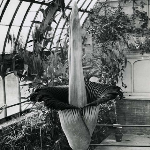 The Corpse Flower | New York Botanical Garden