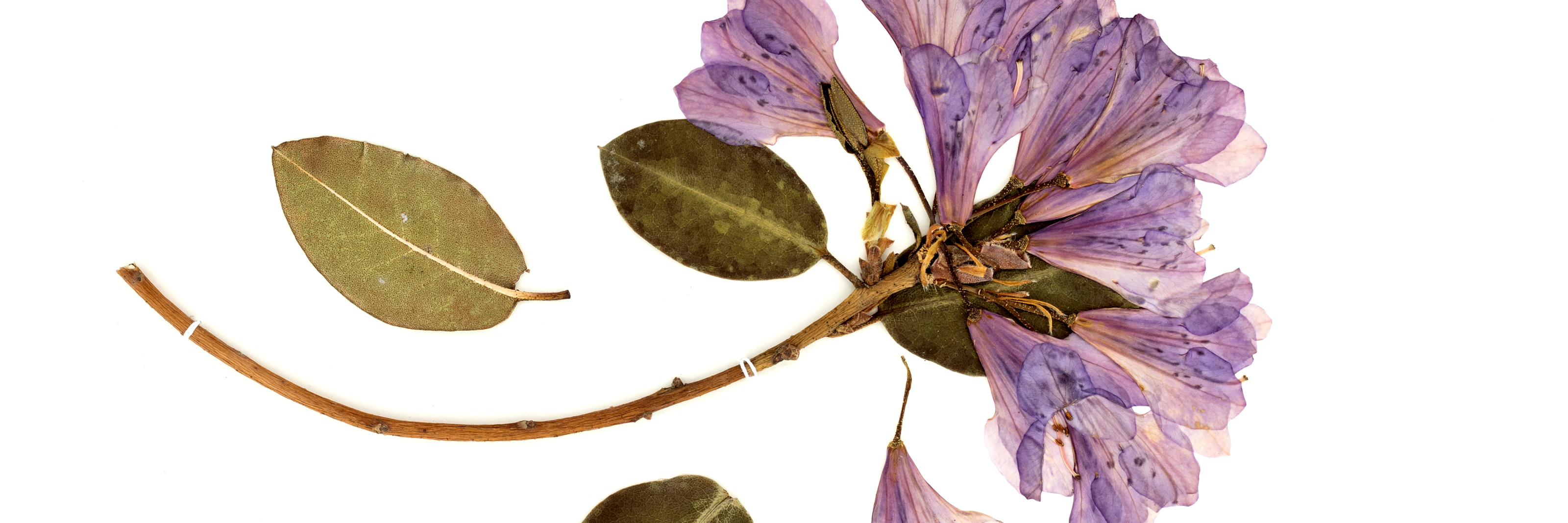 Virtual Expedition: Botanical Exploration of Hawai‘i | New York ...