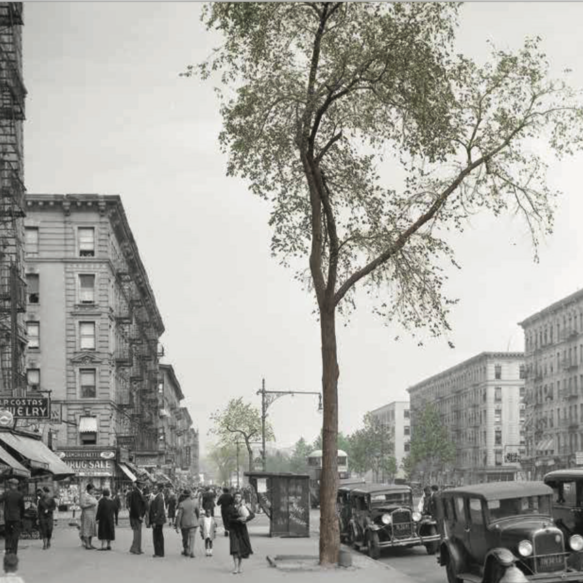 Seeing Trees: A History of Street Trees in New York City and Berlin ...