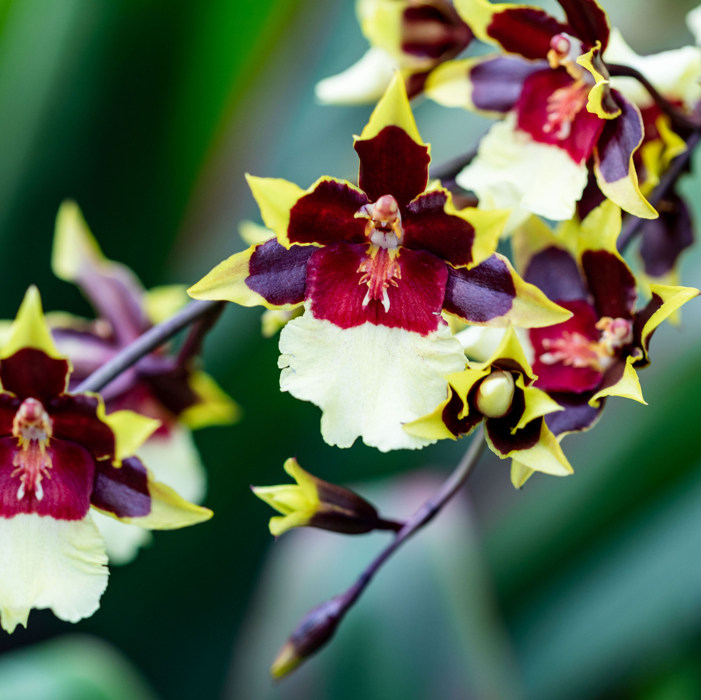 Interactive Map & Mobile Guide | New York Botanical Garden