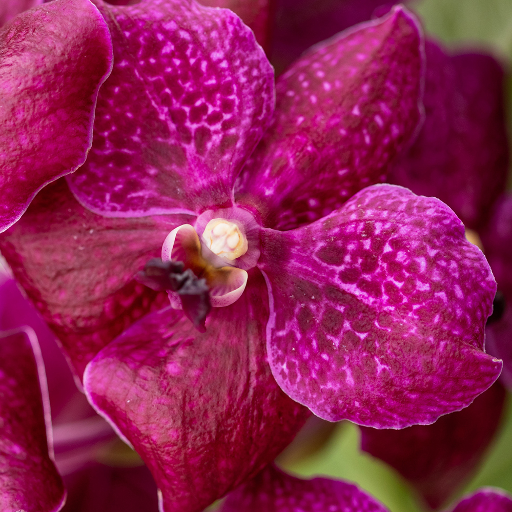 The Orchid Show Press Room » New York Botanical Garden