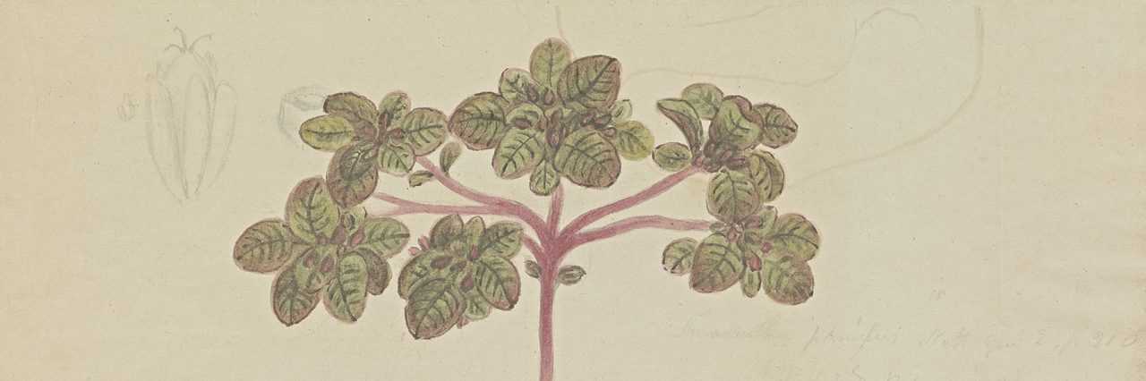 John Torrey: Botanist | New York Botanical Garden