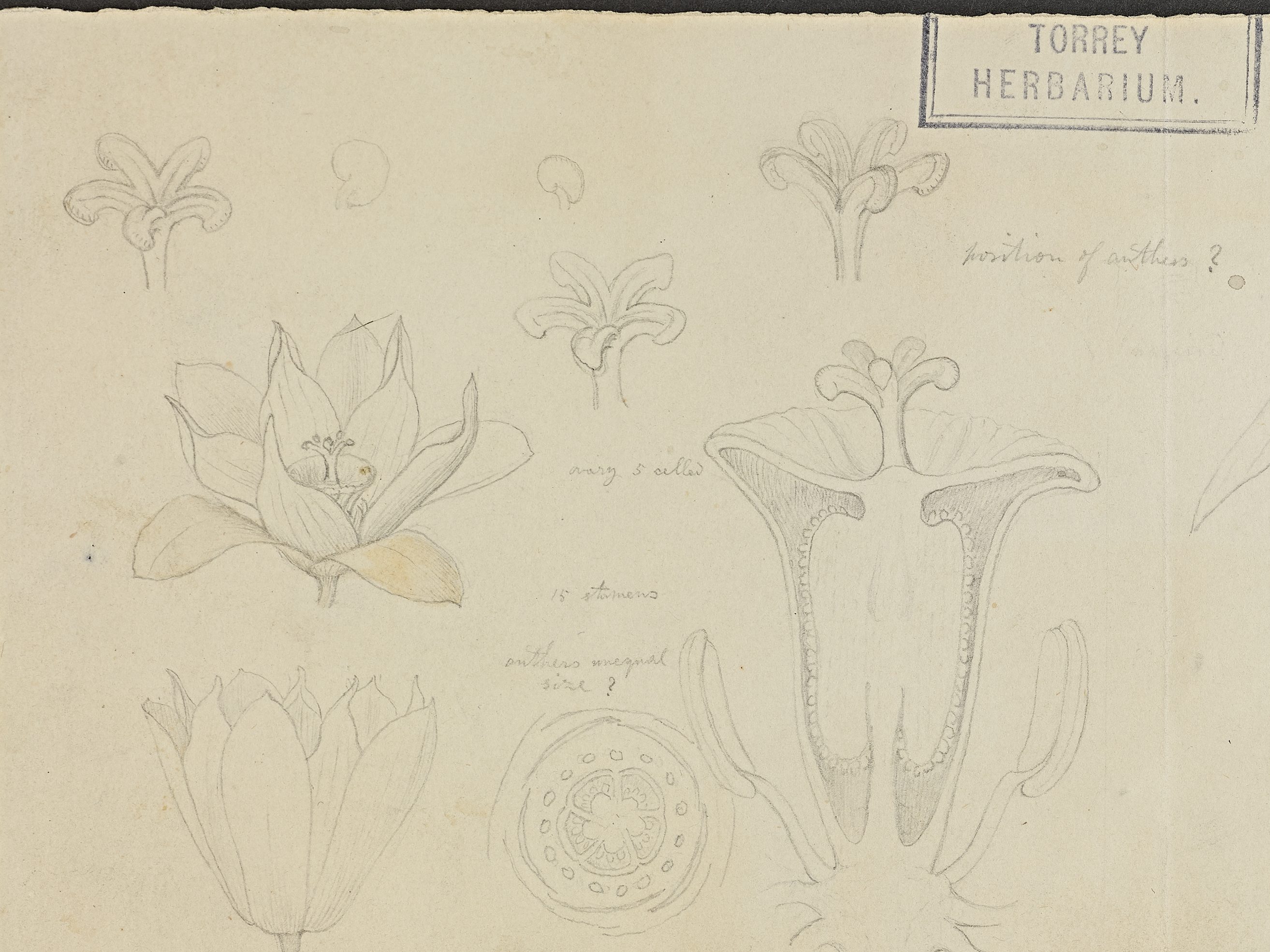 John Torrey: Botanist | New York Botanical Garden