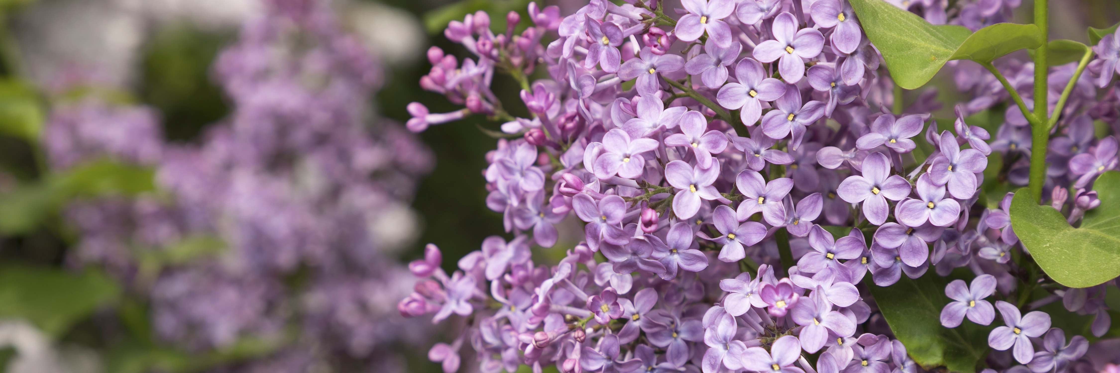 Lilac Collection Tour | New York Botanical Garden