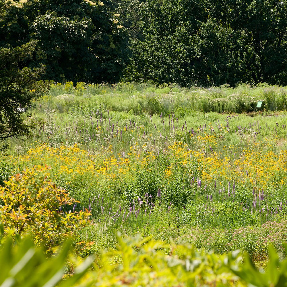 Discover Seasonal Wonders | New York Botanical Garden