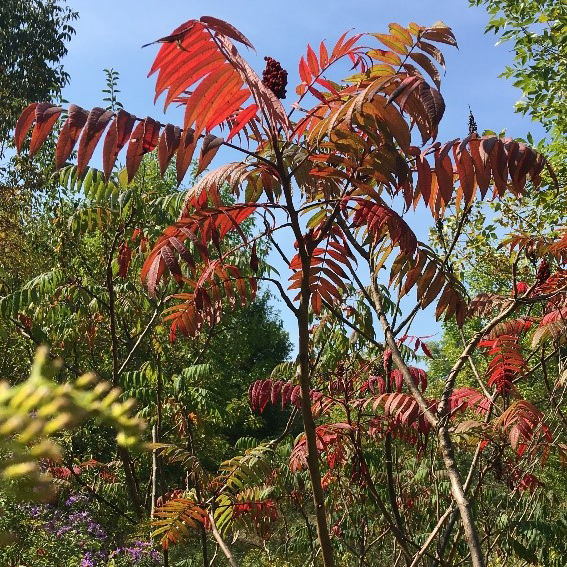 EcoQuest Challenge Archive 2019 | New York Botanical Garden